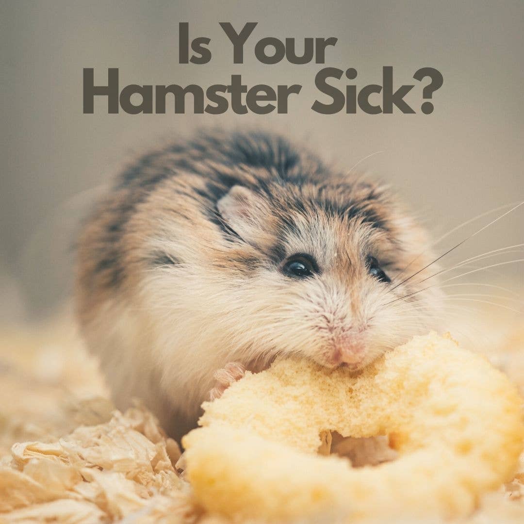 Signs of Allergies and Sickness in Hamsters - PetHelpful