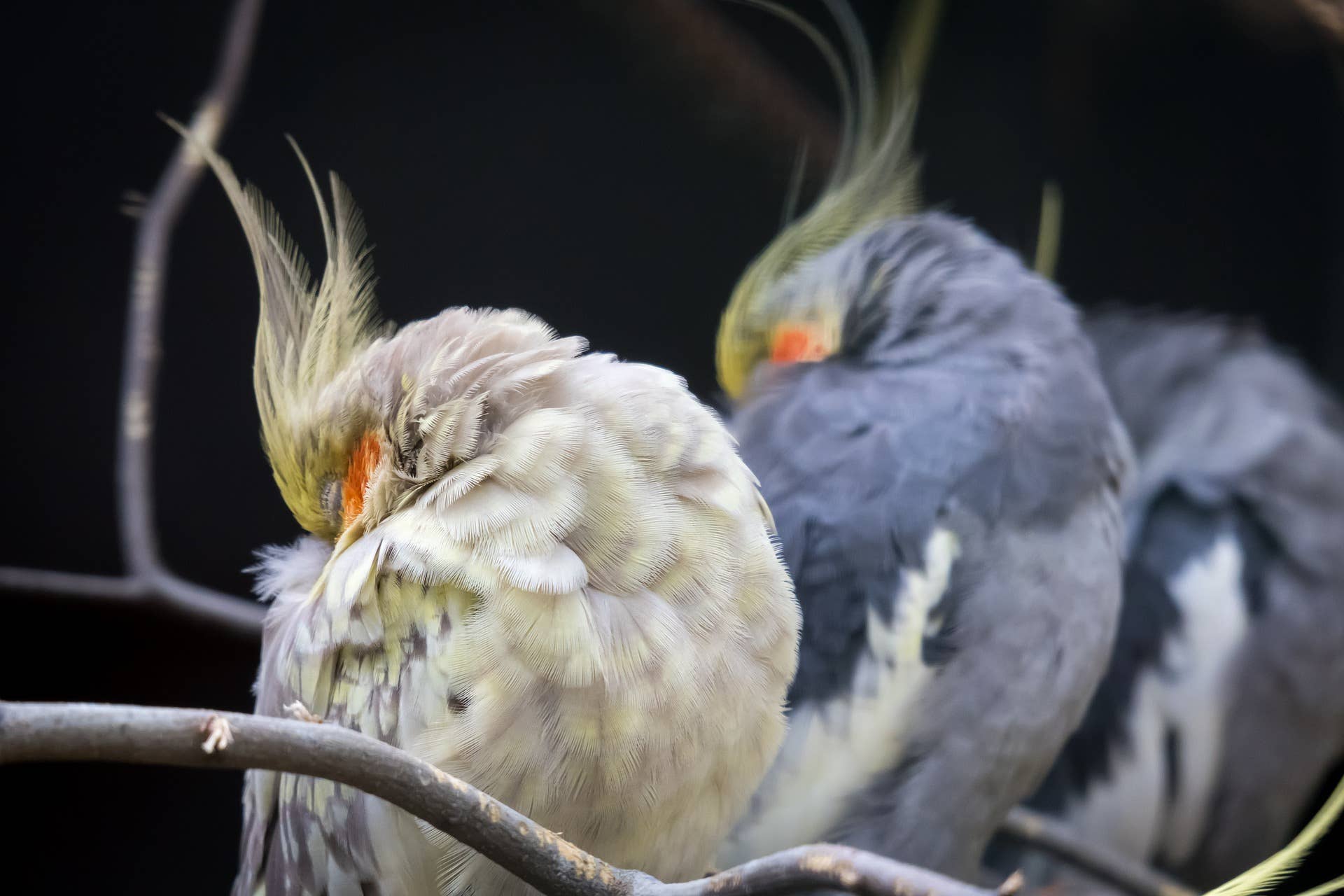 The Meaning of a Cockatiel's Crest Position (Head Feathers) - PetHelpful