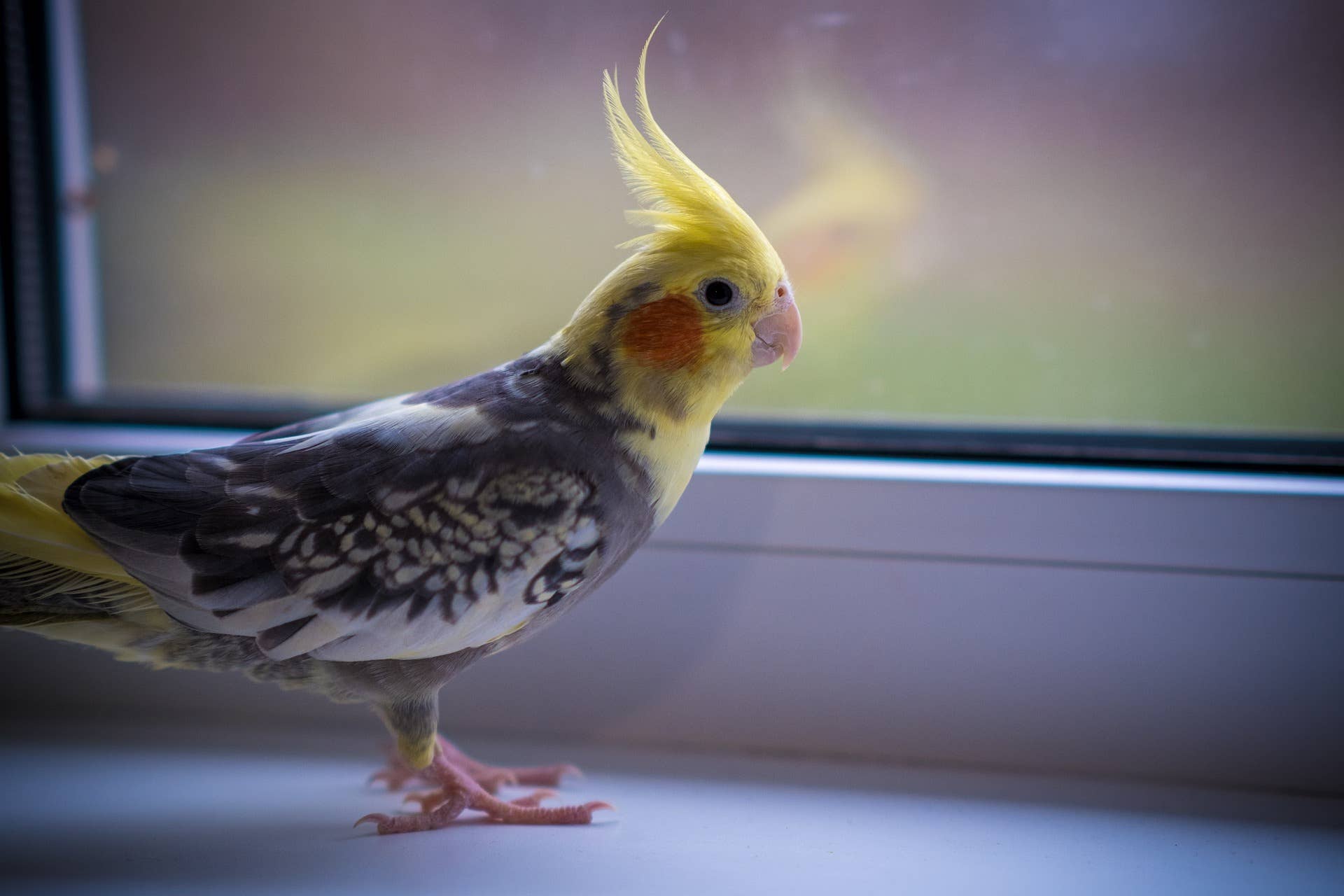 The Meaning of a Cockatiel's Crest Position (Head Feathers) - PetHelpful