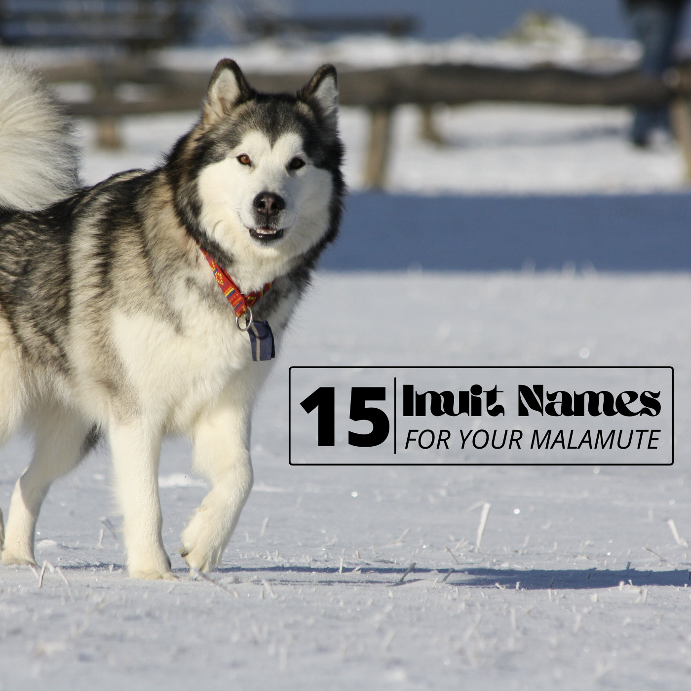 15 Great Inuit-Inspired Names for Your New Puppy - PetHelpful