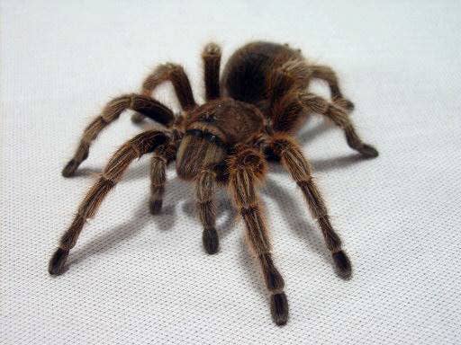 How to Care for Your Chilean Rose Tarantula - PetHelpful