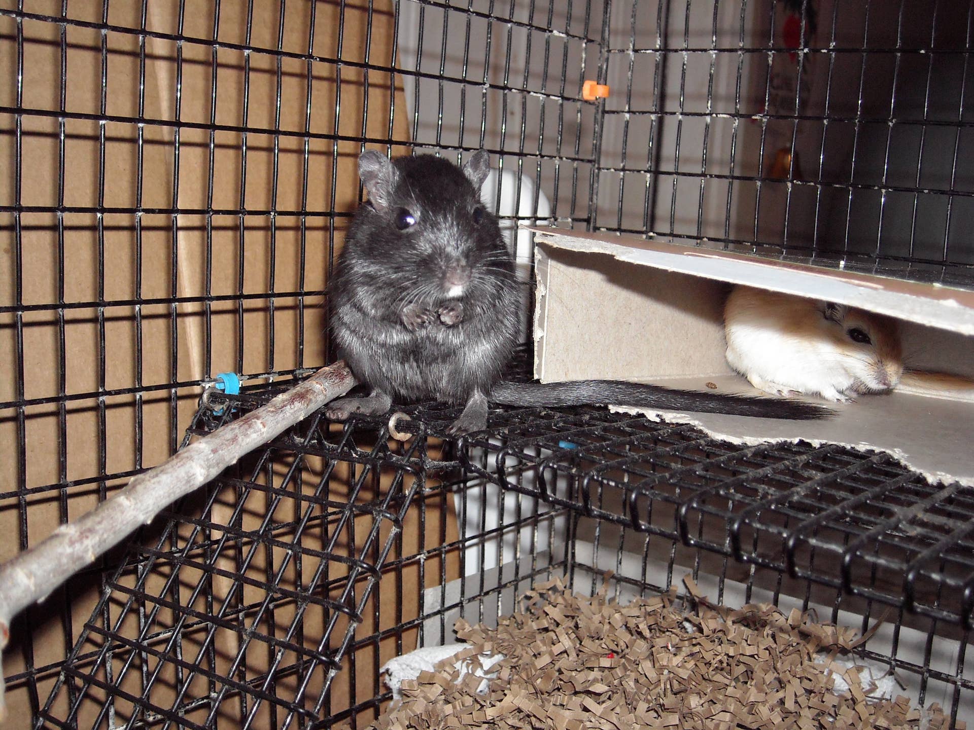 3 Ways to Trim or Wear Down a Gerbil's Teeth and Claws - PetHelpful