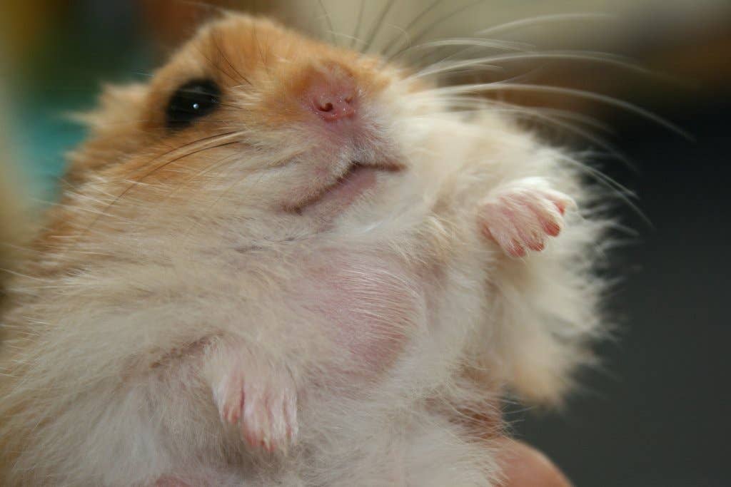 My Hamster Has a Lump: Signs of an Abscess - PetHelpful