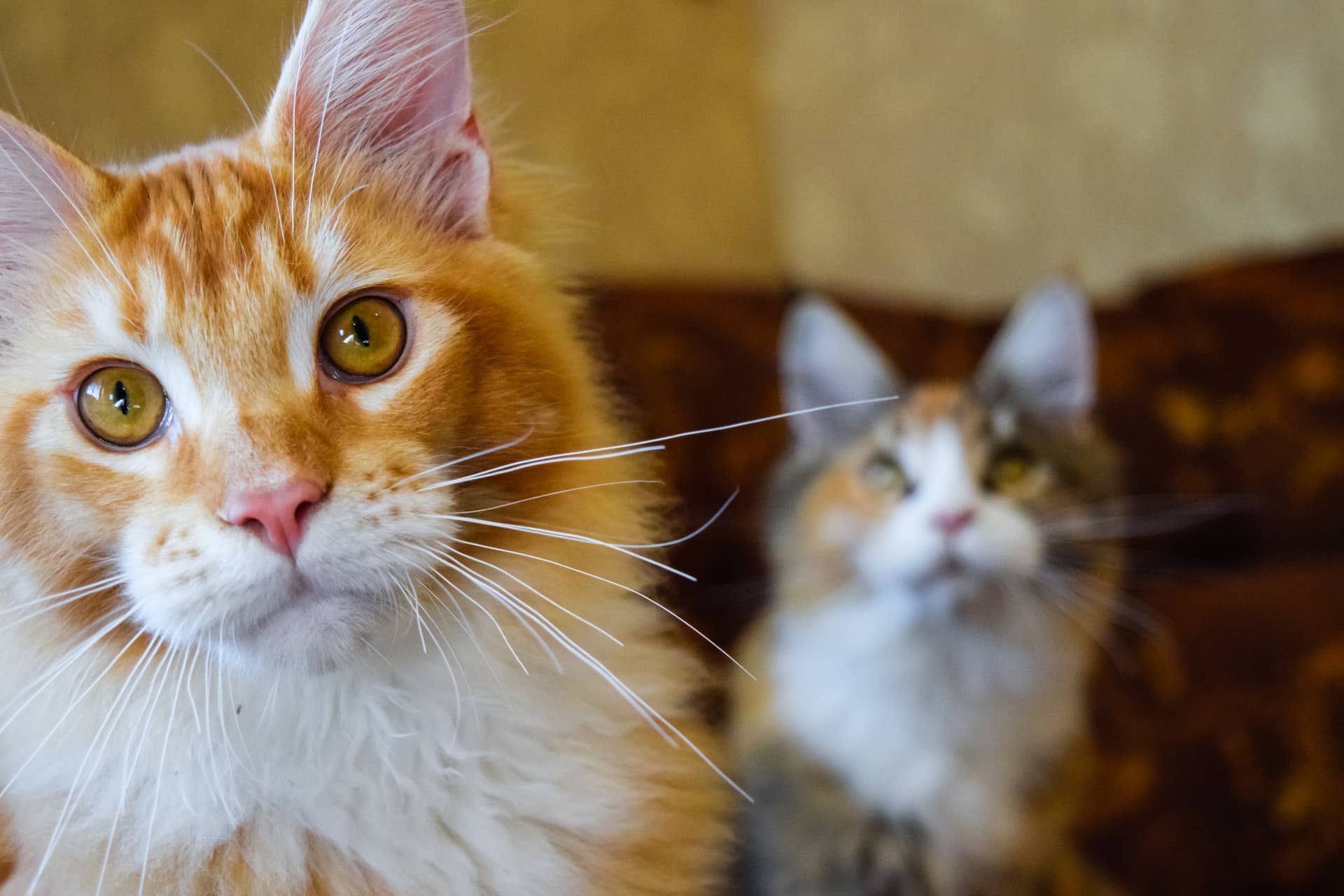 Lo-Fi Cats Wait Patiently for Bird Clock to Chirp on the Hour - PetHelpful