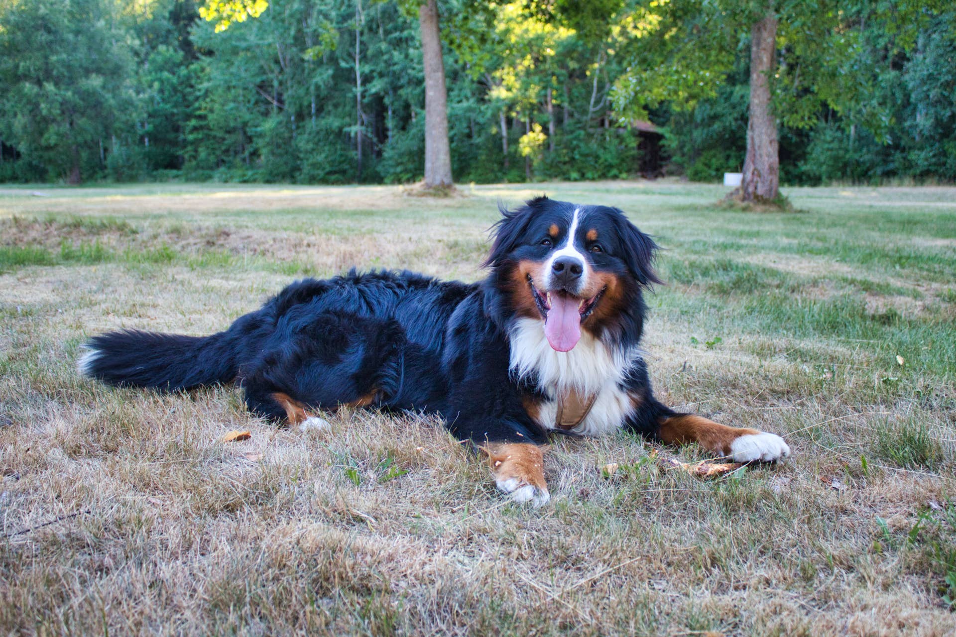 Adorable Bernese Mountain Dog Takes 'Playing Dead' to New Level ...