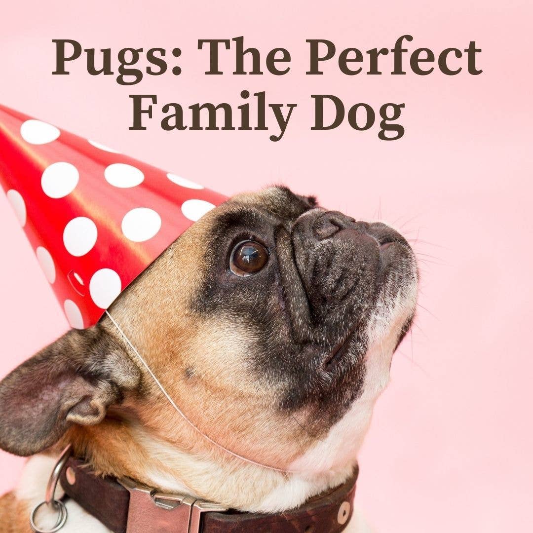 Why Pugs Are the Perfect Family Pet - PetHelpful