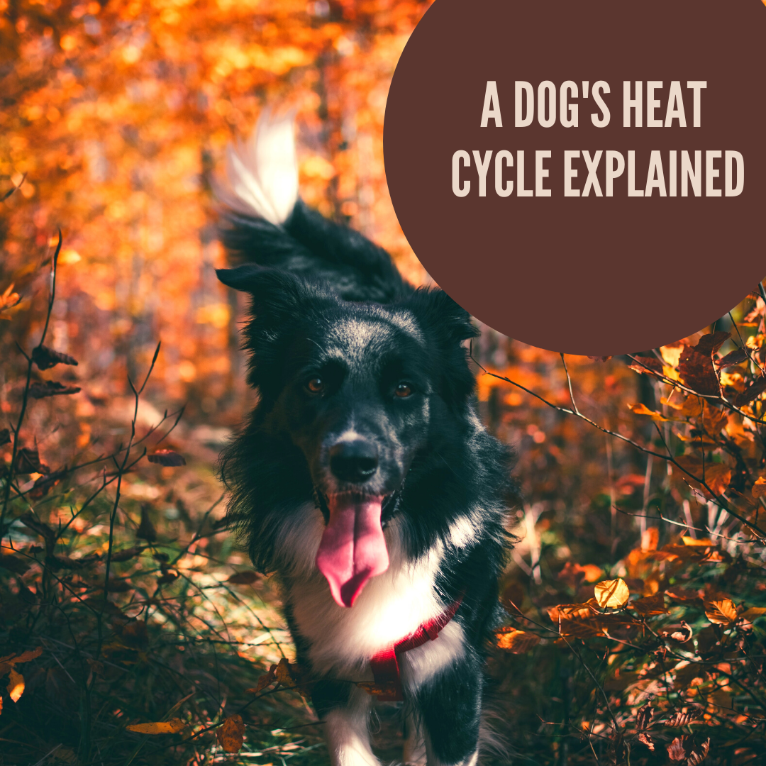 The Dog's Heat Cycle Explained - PetHelpful