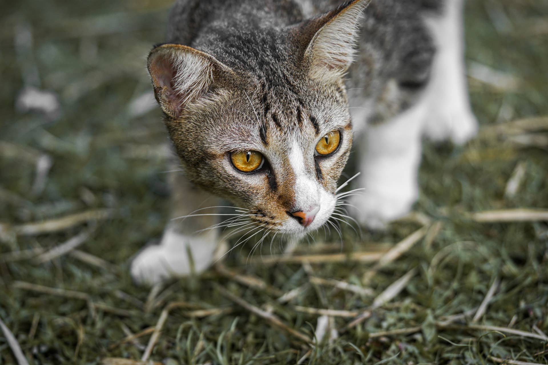 The Truth Behind Cat Hunting and Hiding Behaviors - PetHelpful