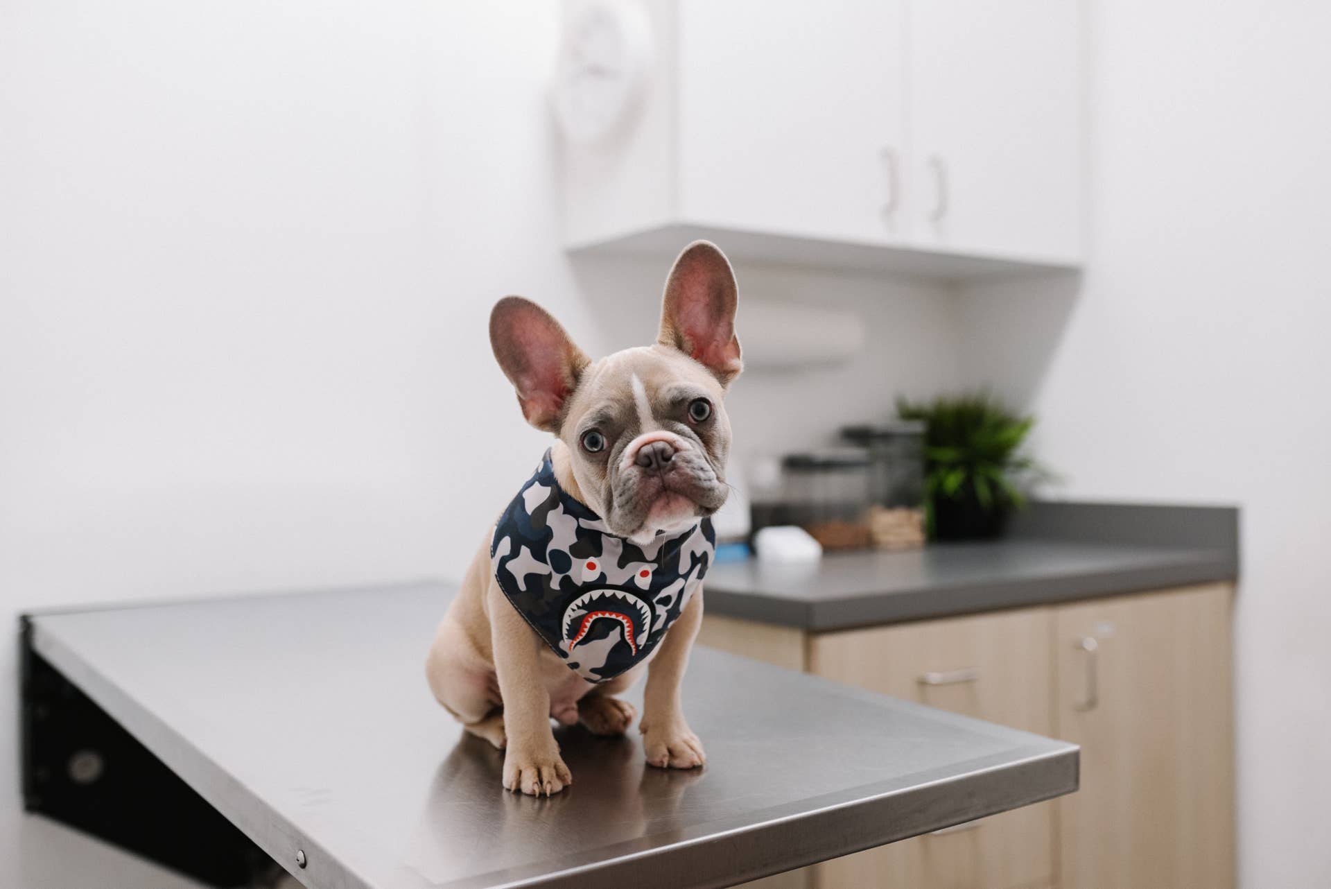 Hematoma: Swollen Dog Ear Flap and How a Vet Will Treat It - PetHelpful