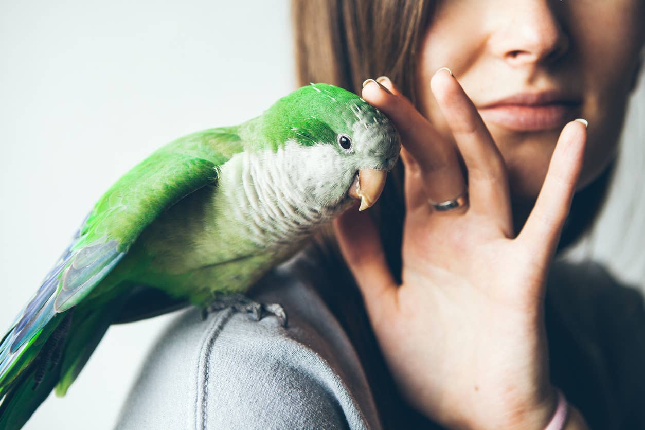 The Essentials of Owning a Bird - PetHelpful