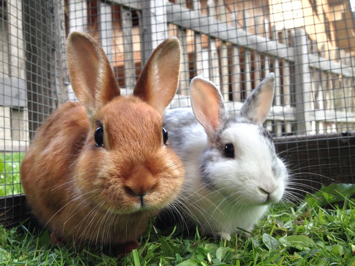 Small Pets: Rabbits, Rodents & More - PetHelpful