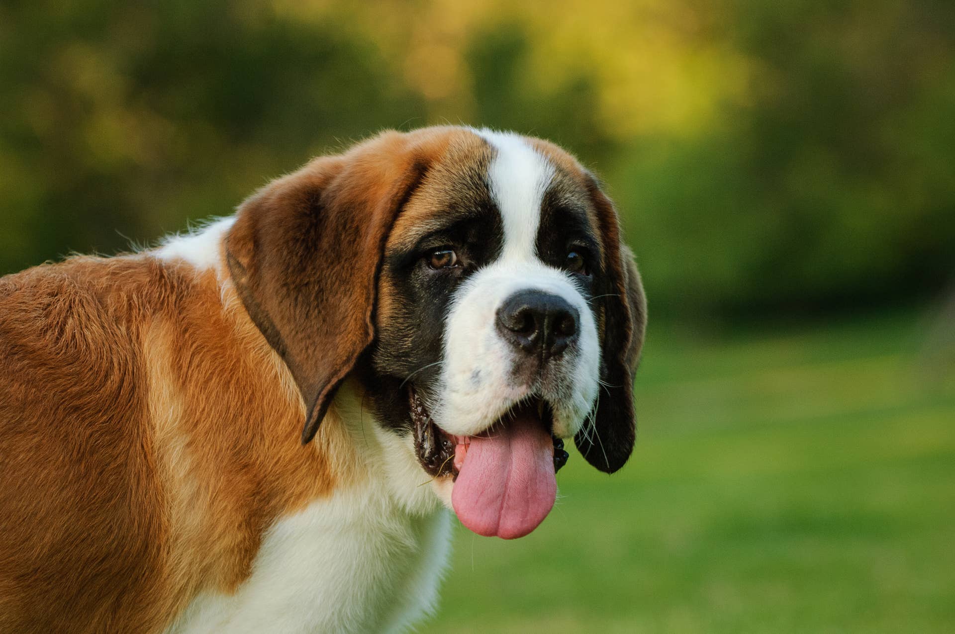 Winnie the Saint Bernard's Emotional Goodbye Goes Viral - PetHelpful