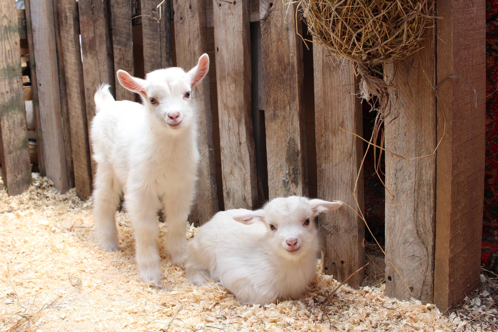 Toddler's Sweet Reaction to Baby Farm Animals Is So Pure and Innocent ...
