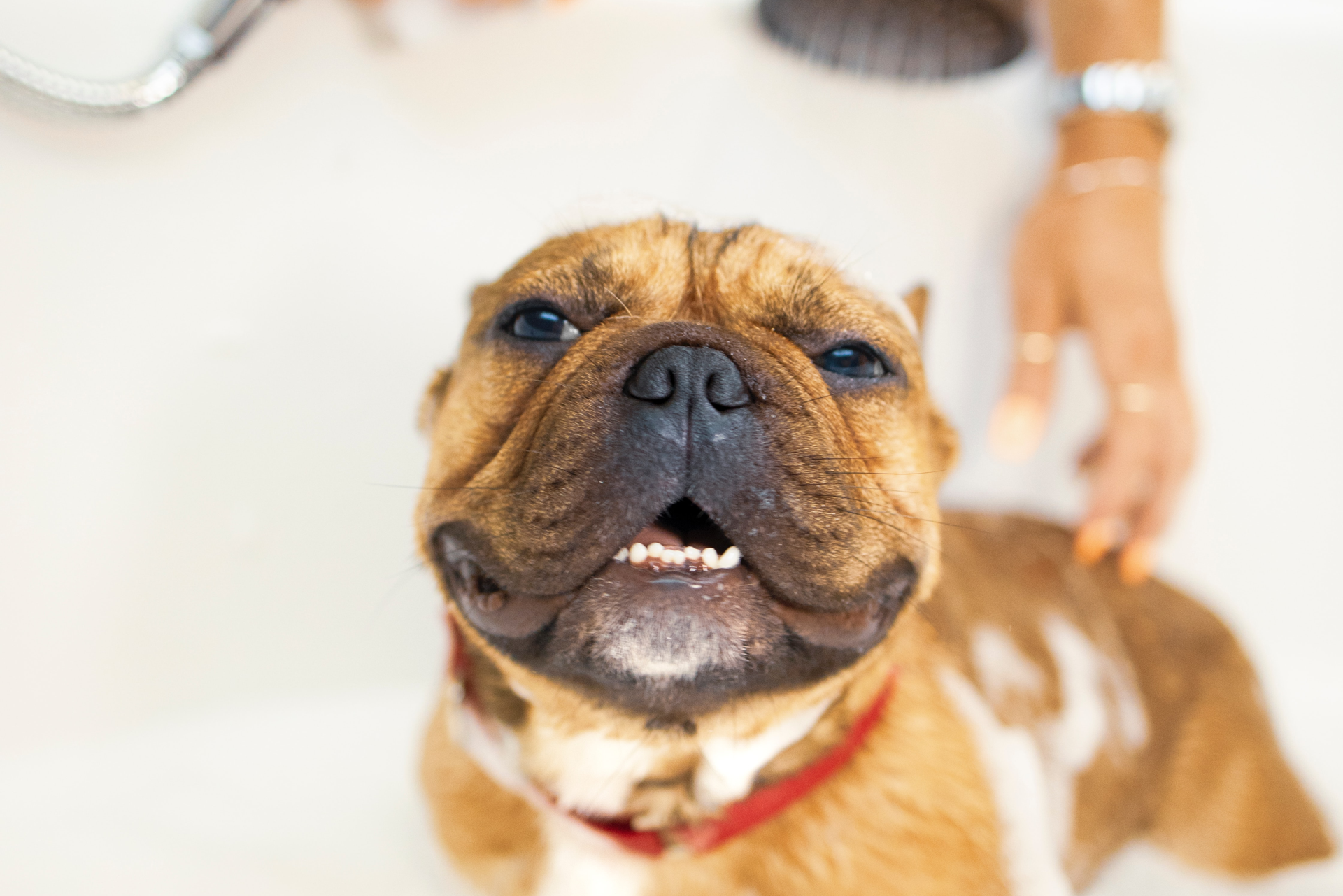 Douxo Chlorhexidine Shampoo for Seborrhea in Dogs - PetHelpful