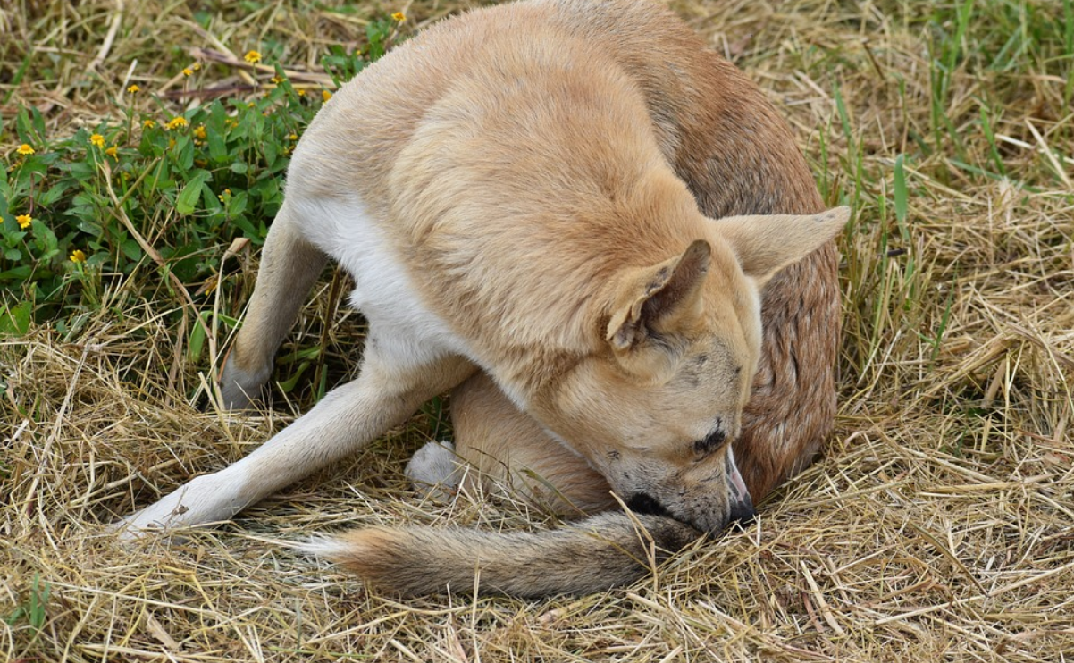 Why Does My Dog's Poop Look Like It Has Rice in It? (With Pictures ...