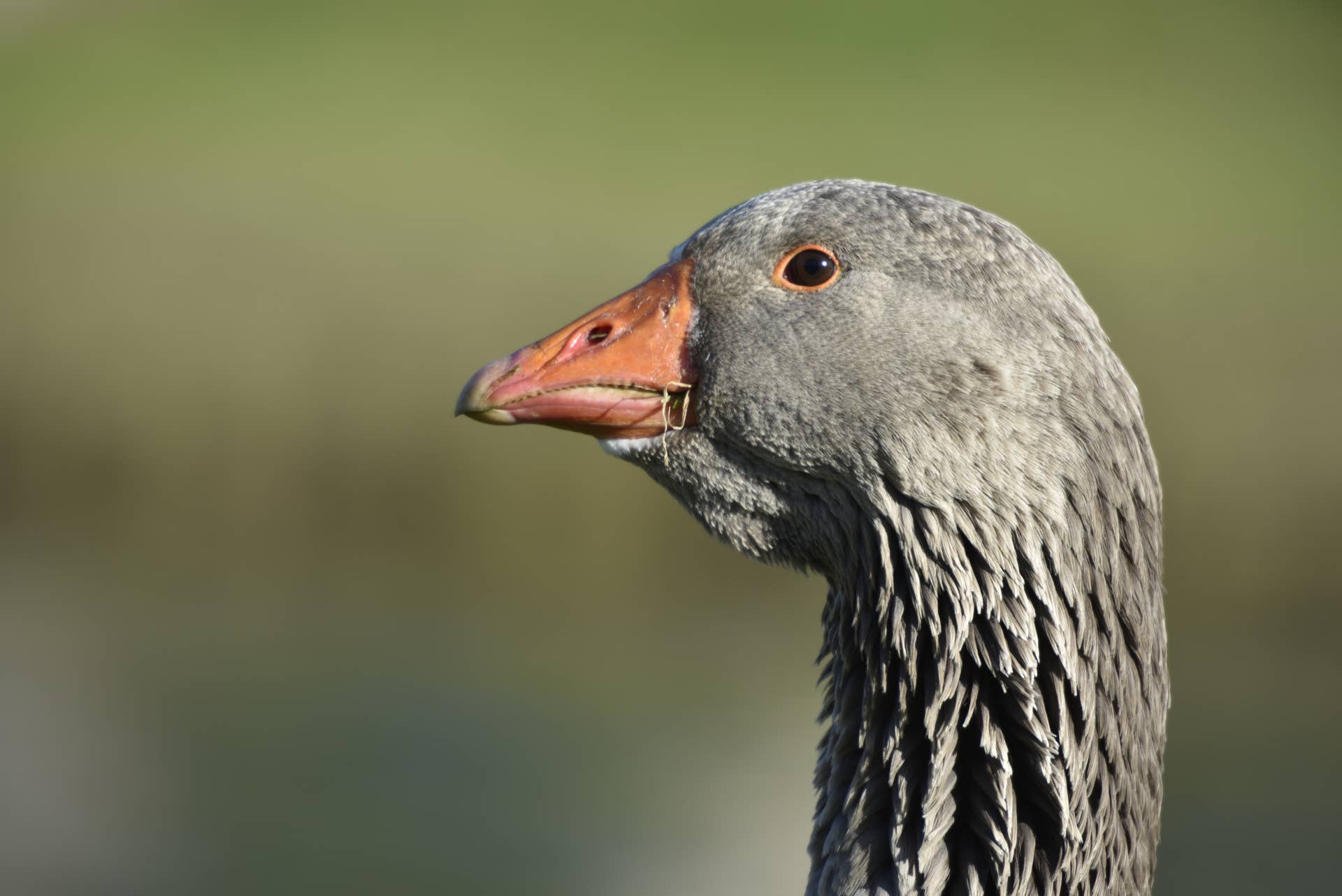Tank the Toulouse Goose Is Truly Massive - PetHelpful