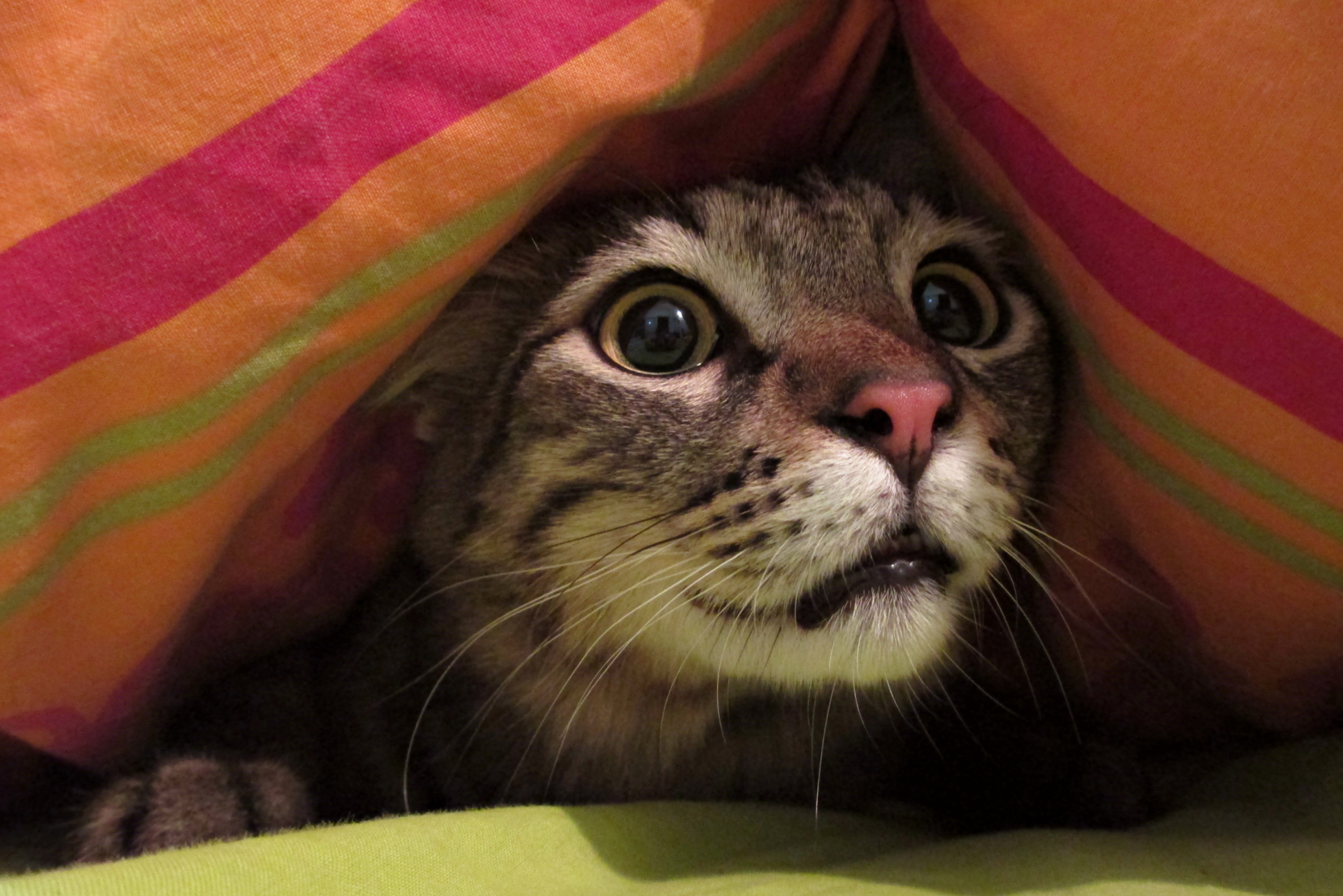 This Is Why Your Cat Swats at You Aggressively - PetHelpful