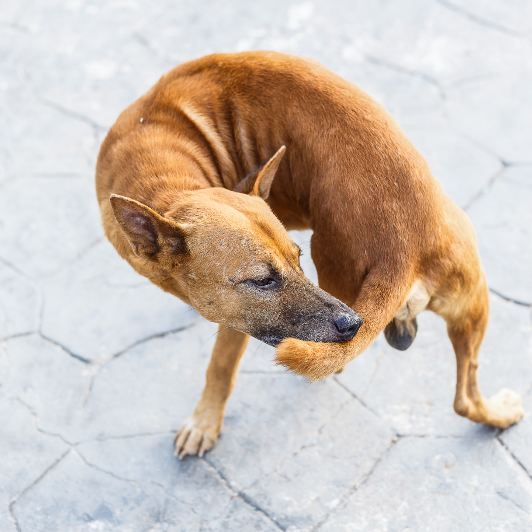 Inspiring Why Is My Dog Chewing His Tail Images