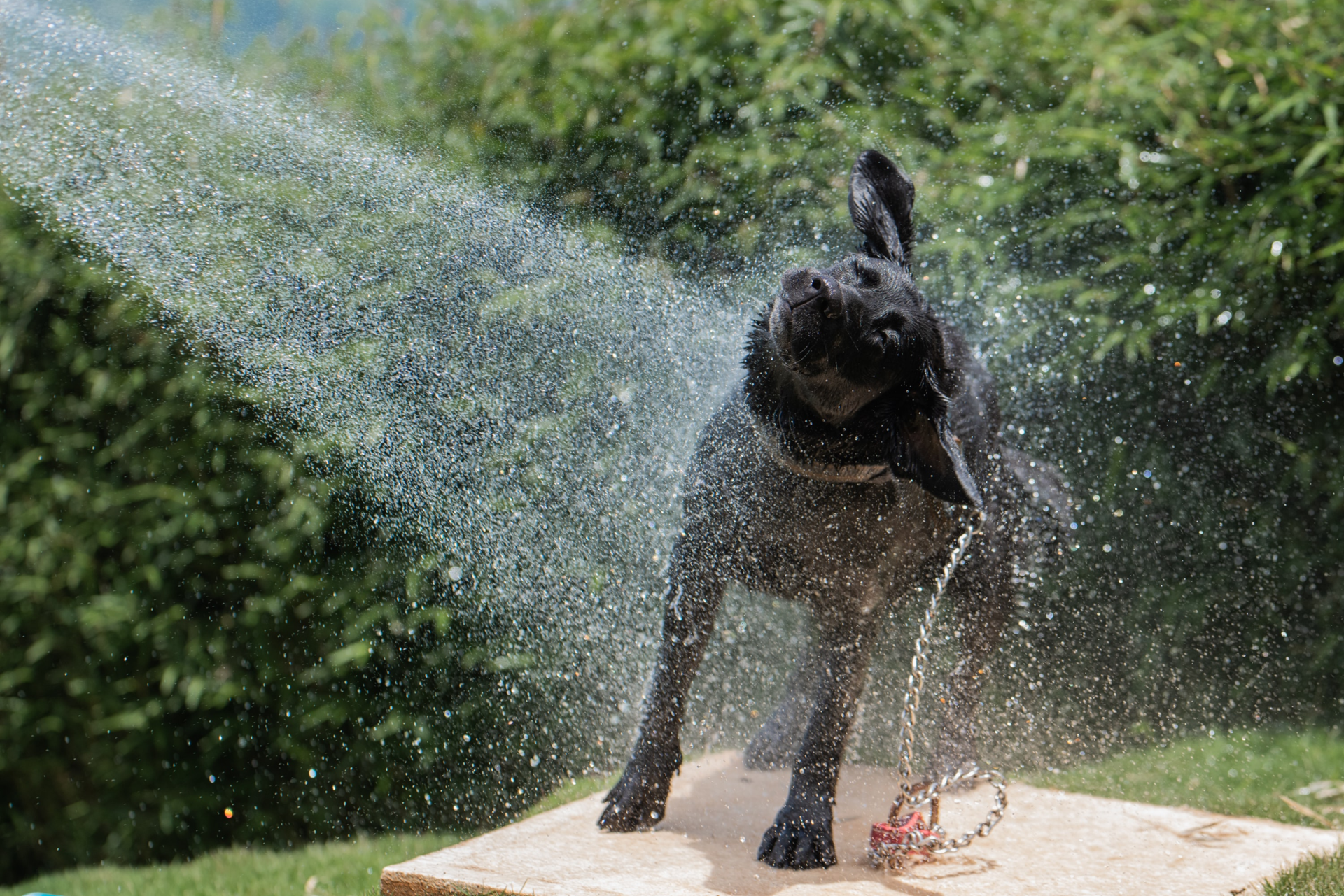 All-Natural Homemade Dog Shampoo Recipe - PetHelpful