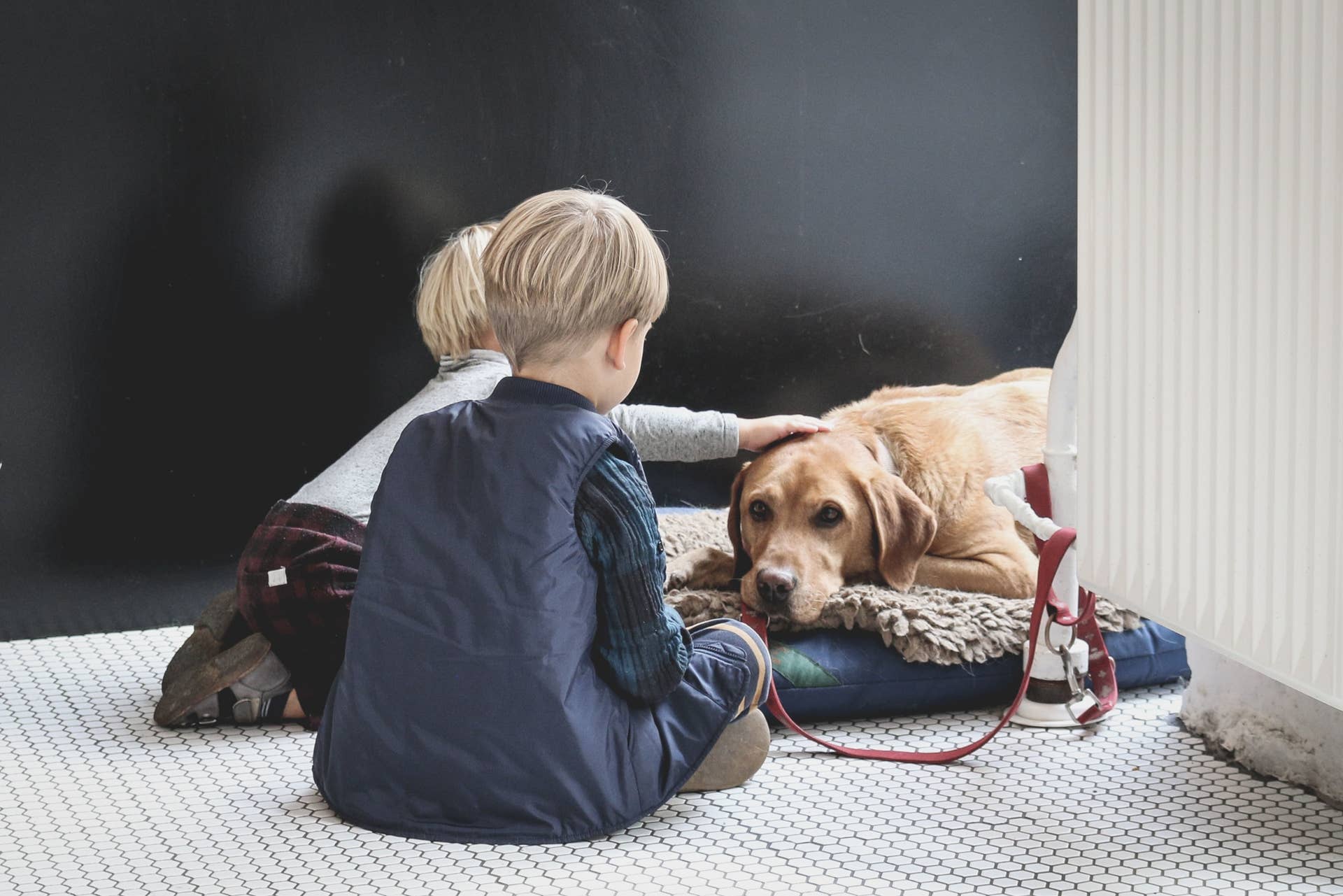 Top 10 Best (and Cutest!) Dog Breeds for Families - PetHelpful