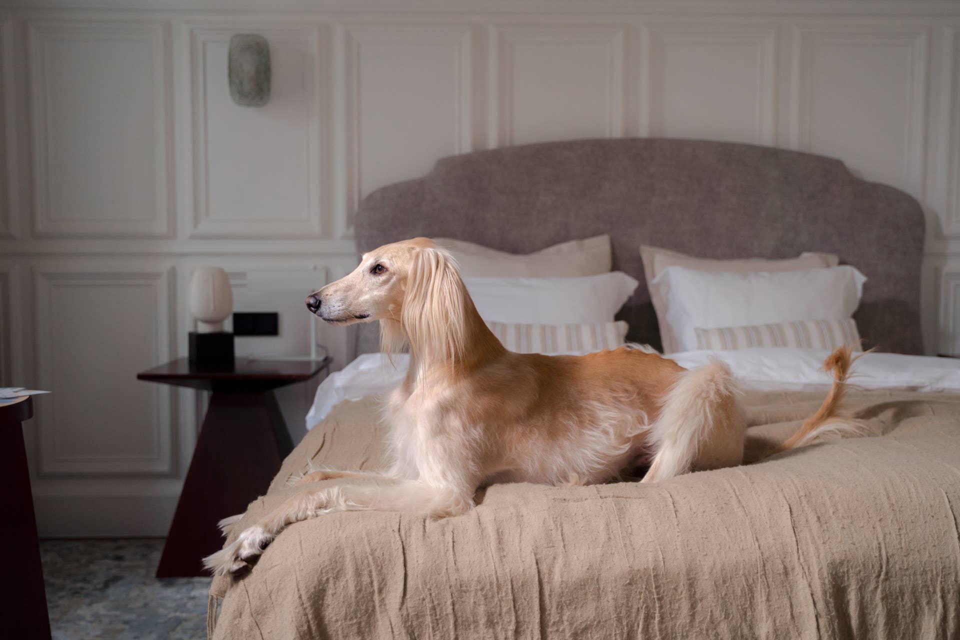 6 Best Dog Breeds for Introverts - PetHelpful