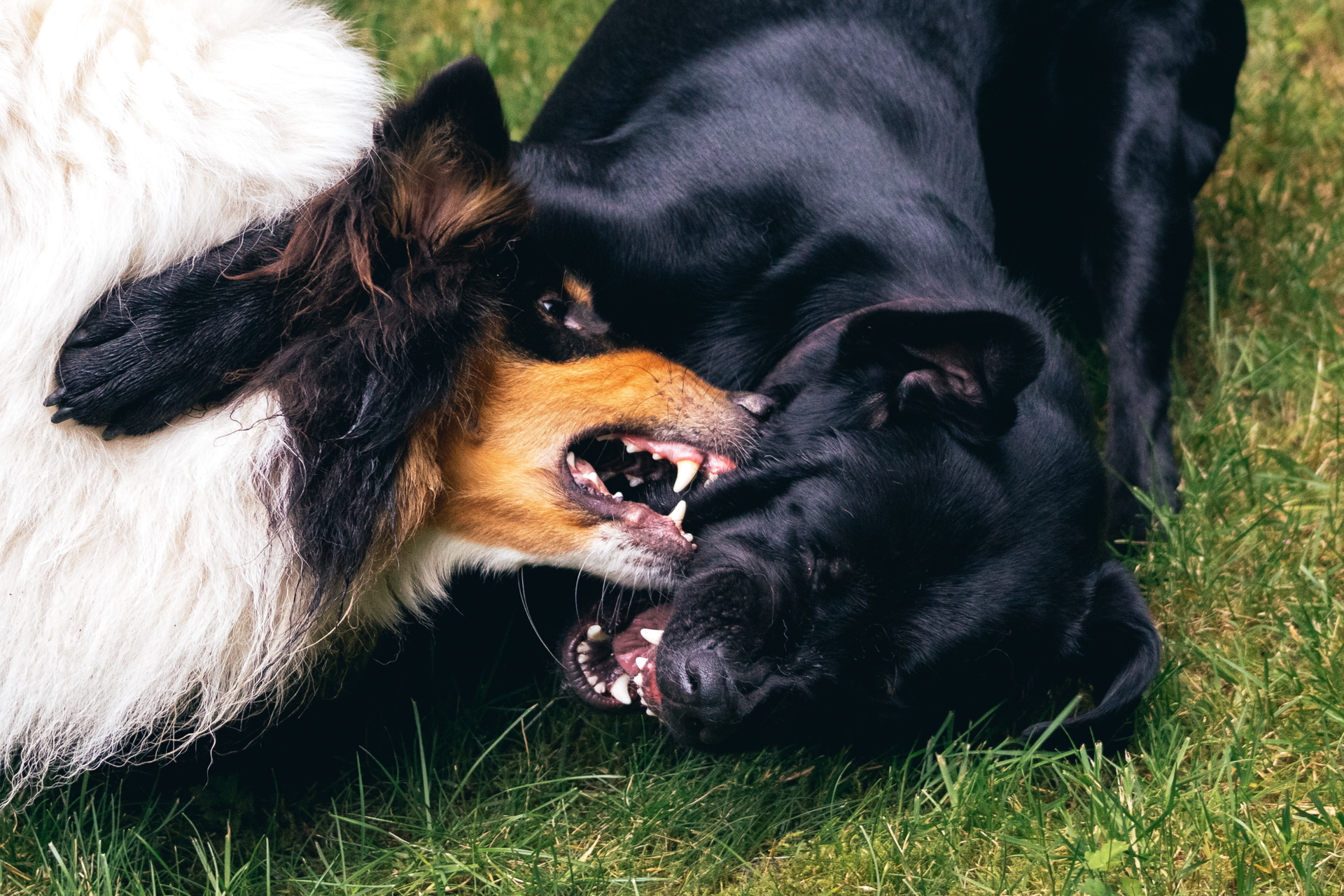 Why Are My Dogs Suddenly Fighting? - PetHelpful