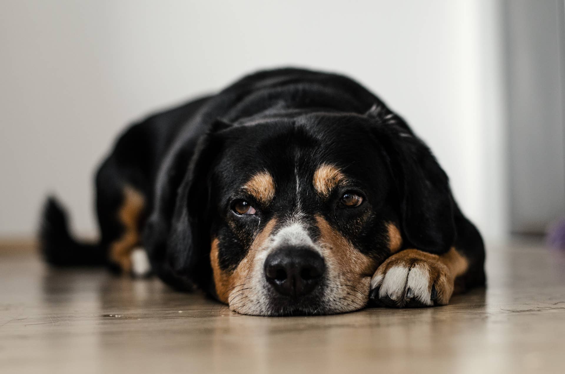 15 Causes of Mucus in a Dog's Stool - PetHelpful