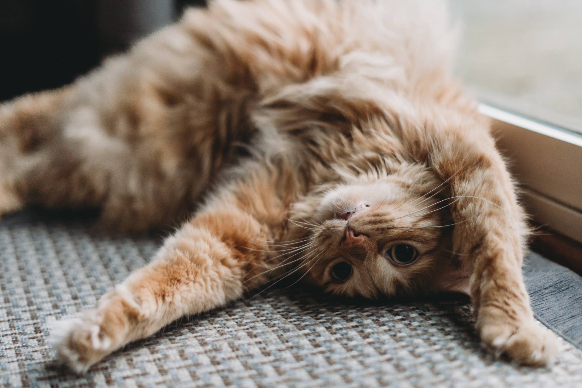 Cats Acting Out the Latest TikTok Trend Are Cracking Everybody Up ...