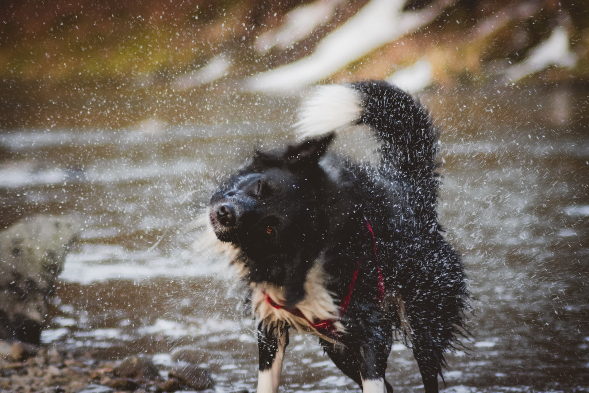 7 Reasons Your Dog Smells Bad and New Tips to Eliminate Dog Odor ...
