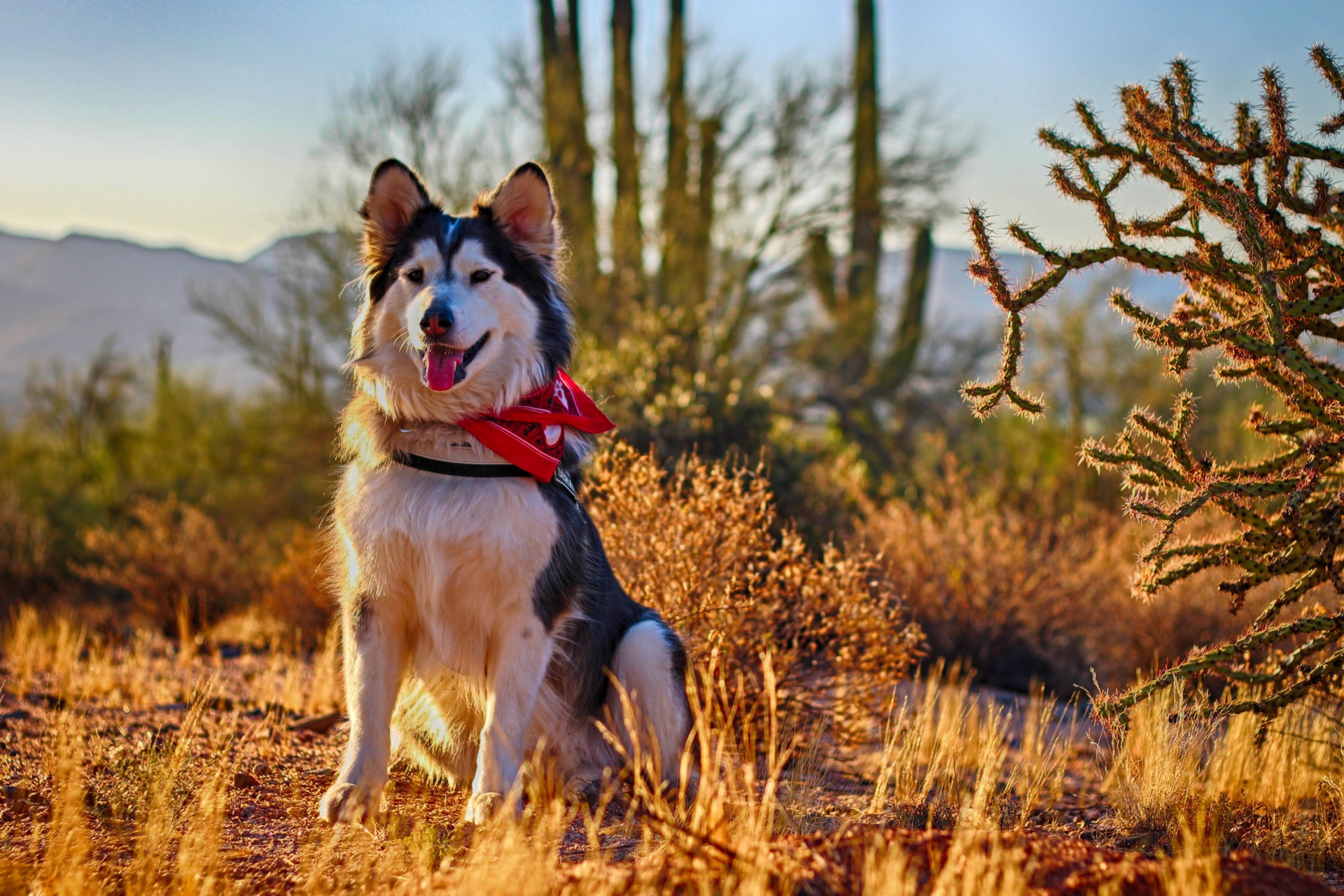 15 Great Inuit-Inspired Names for Your New Puppy - PetHelpful