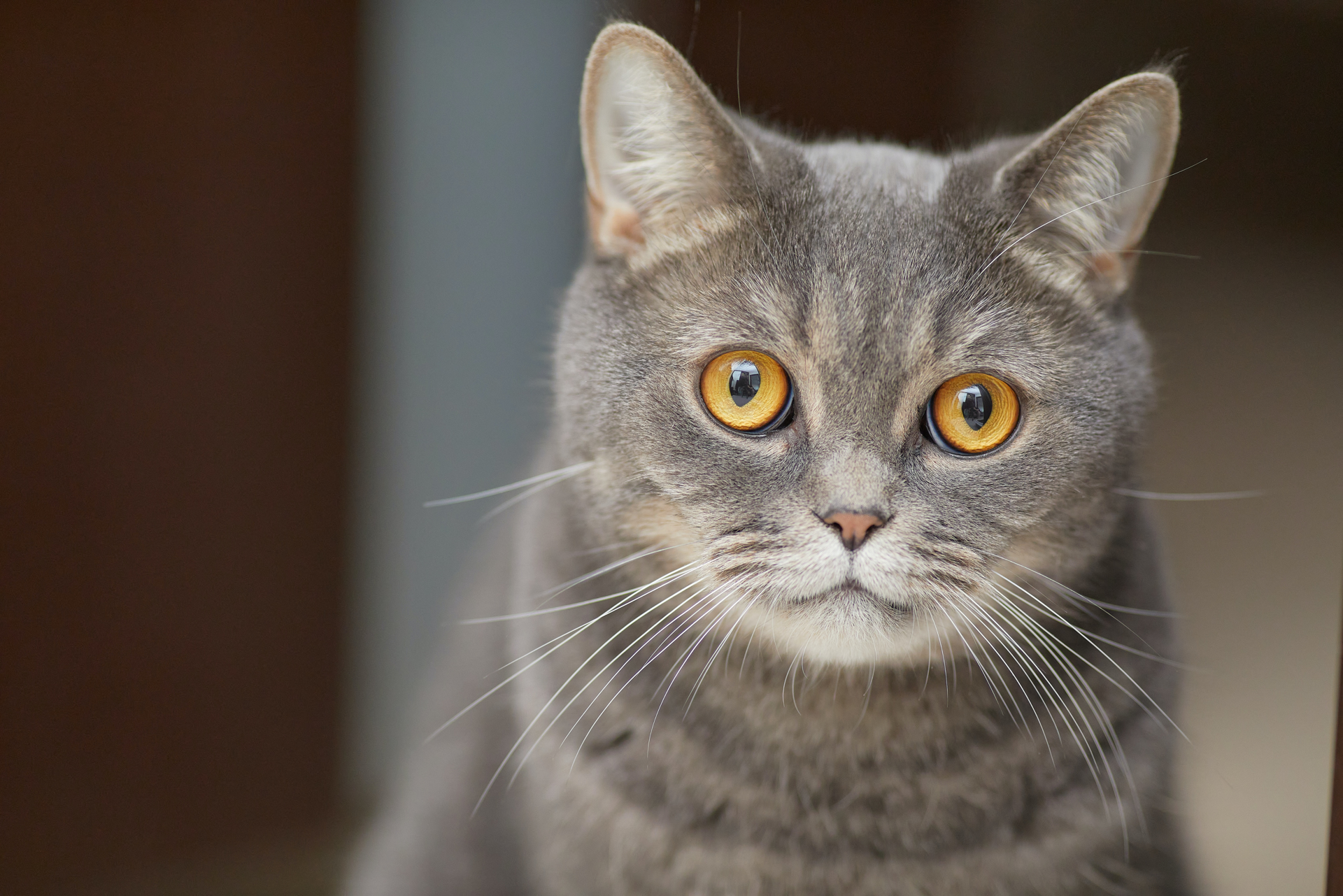Cat Behavior: Meaning, Common Issues & Training Guidance - PetHelpful