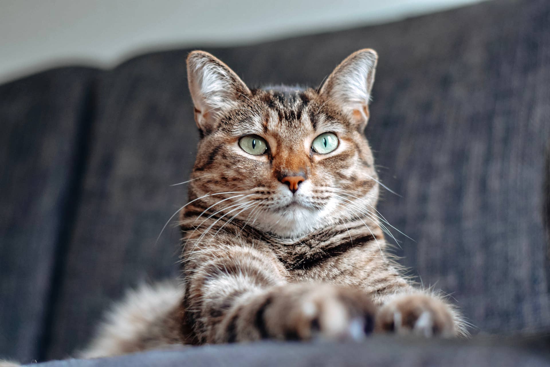 Cat Behavior: Meaning, Common Issues & Training Guidance - PetHelpful