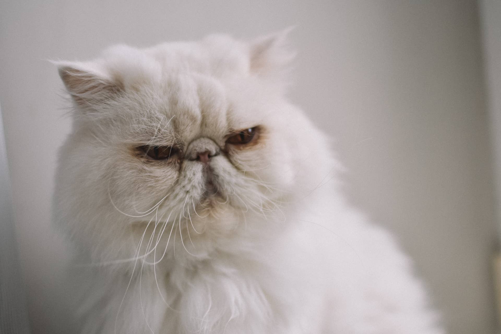 Persian Cat Wirral