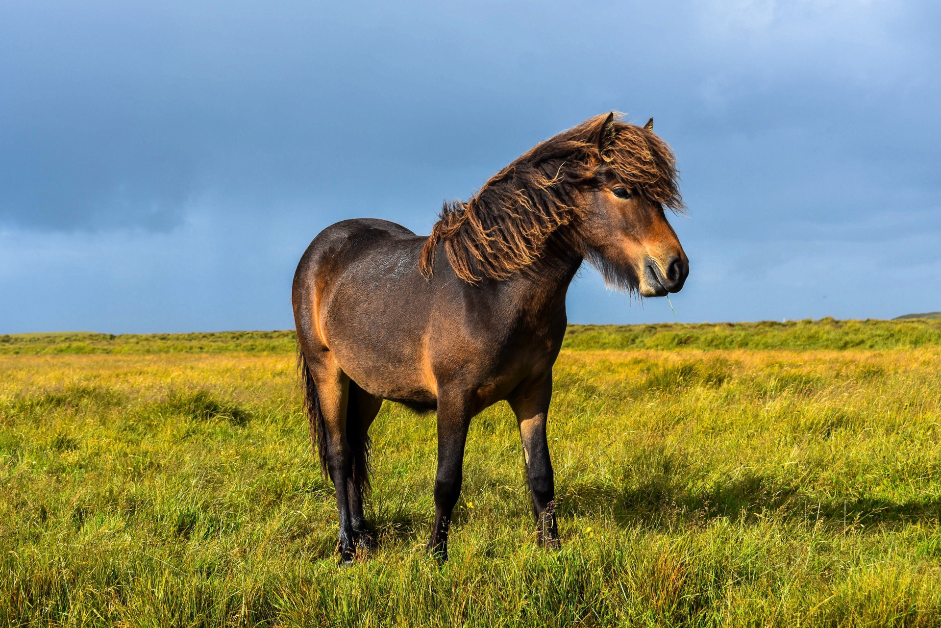 Helpful Advice for Shopping for a Pony-Ride Pony - PetHelpful