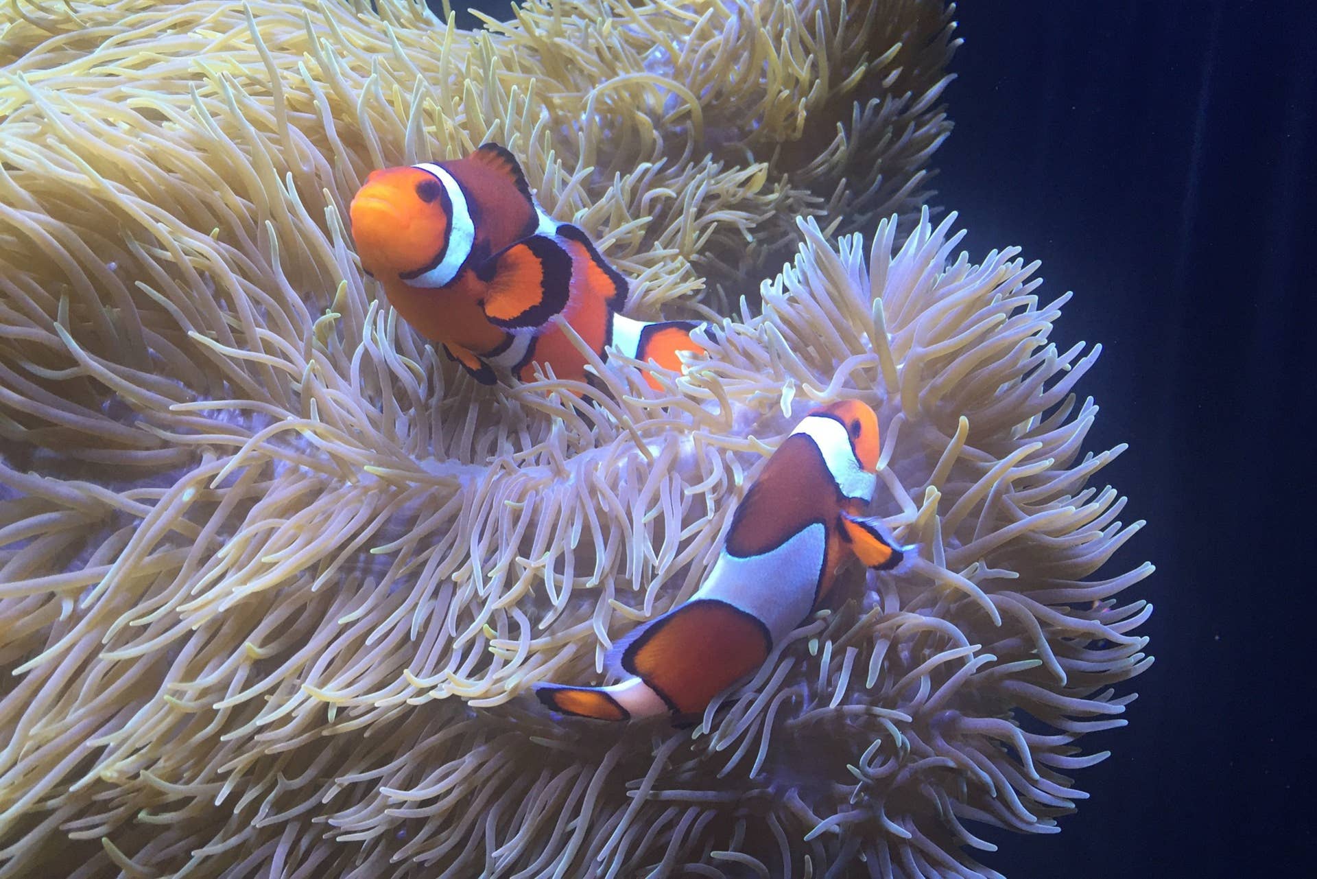 How to Pair Clownfish the Right Way - PetHelpful