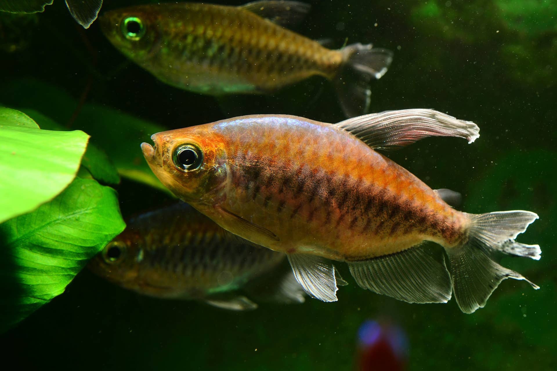How to Care for Tetras: A Popular Home Aquarium Fish - PetHelpful