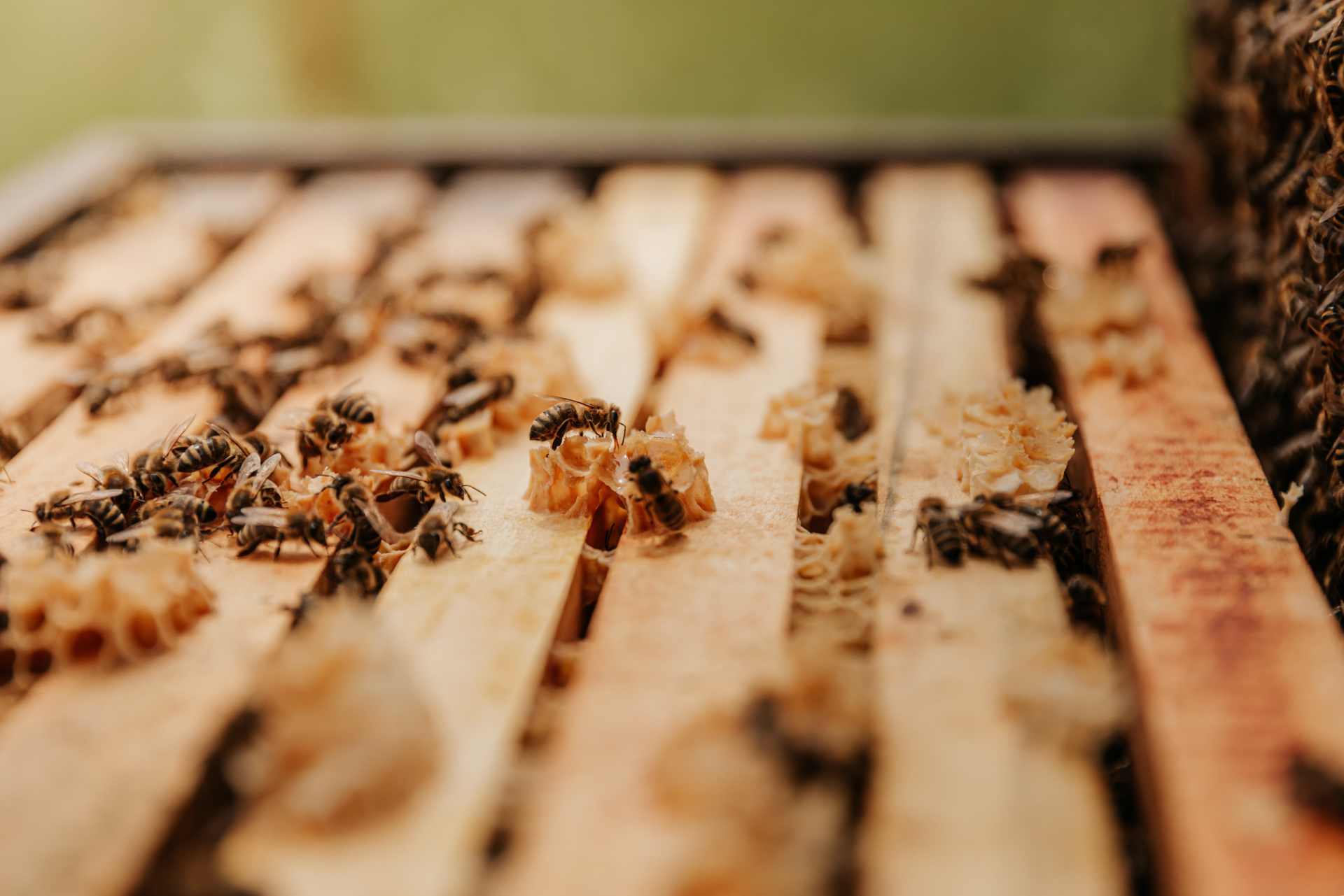The 3 Types of Bee Apiaries: Langstroth's, Warre, and Top Bar - PetHelpful