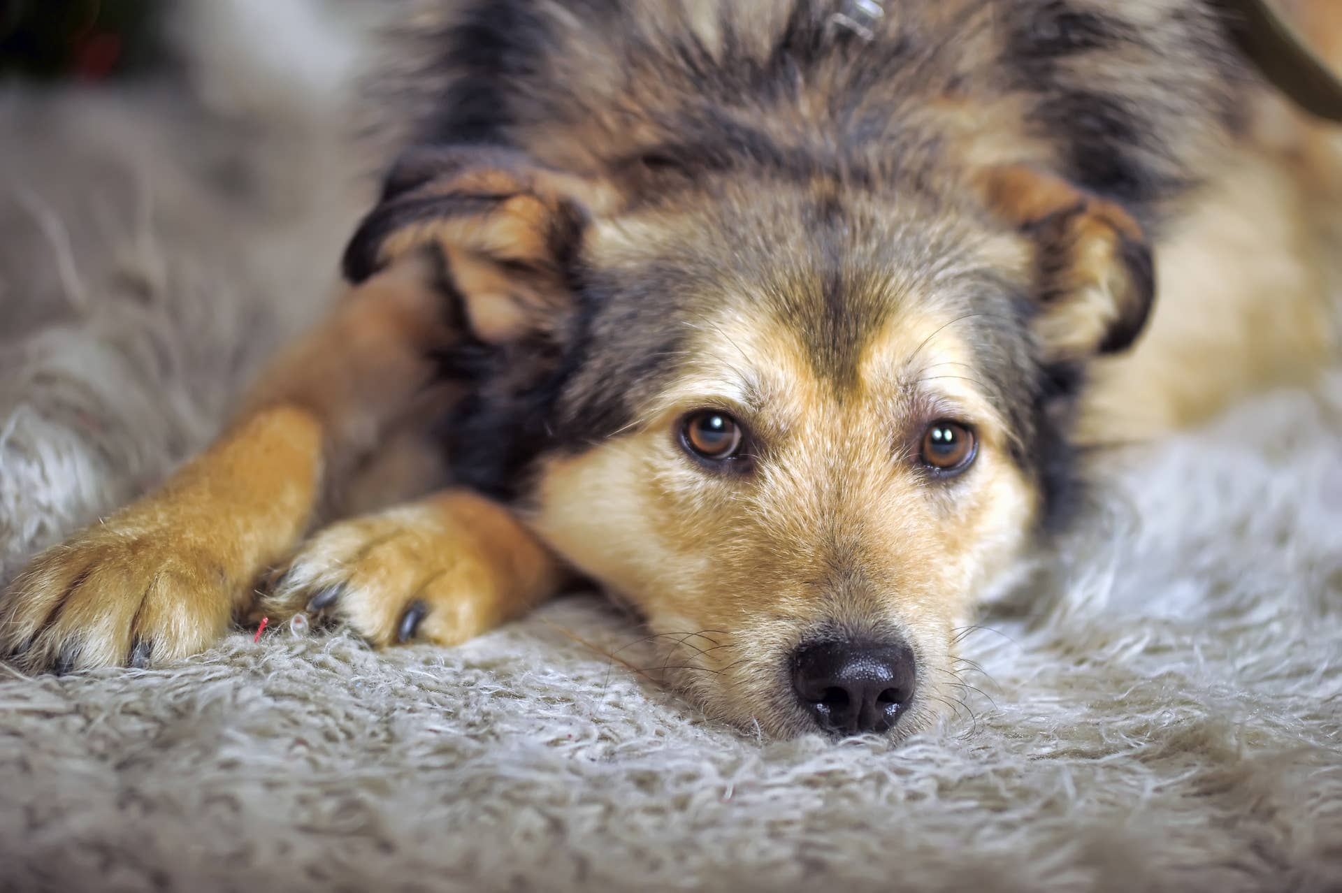 Loyal Shepherd Mix Abandoned at Fresno Shelter After Family Moves ...