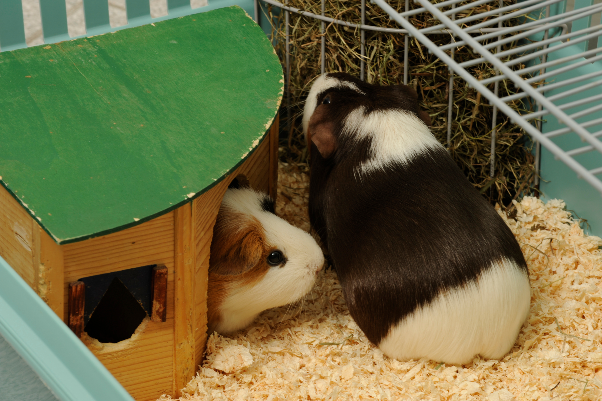 What Toys Can I Give My Guinea Pig? - PetHelpful
