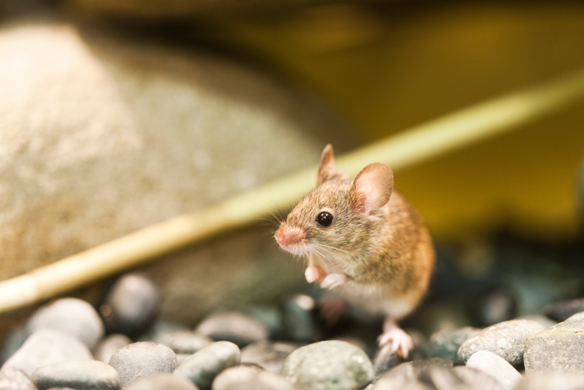 How to Reduce the Smell of Your Pet Mouse - PetHelpful