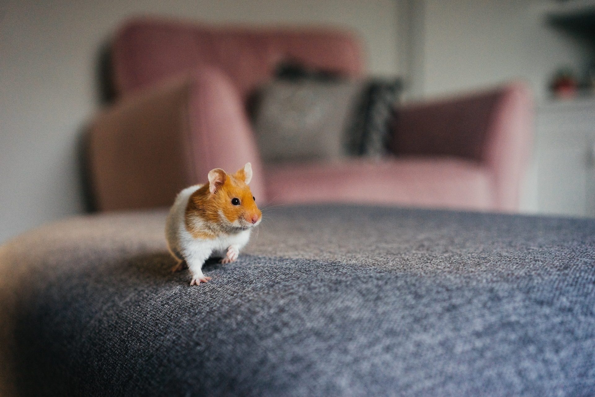 The Basics of Caring for Pet Hamsters - PetHelpful