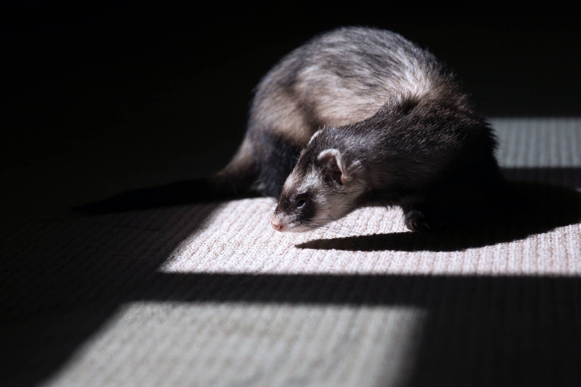 5 Ways to Get Rid of Ferret Odor - PetHelpful