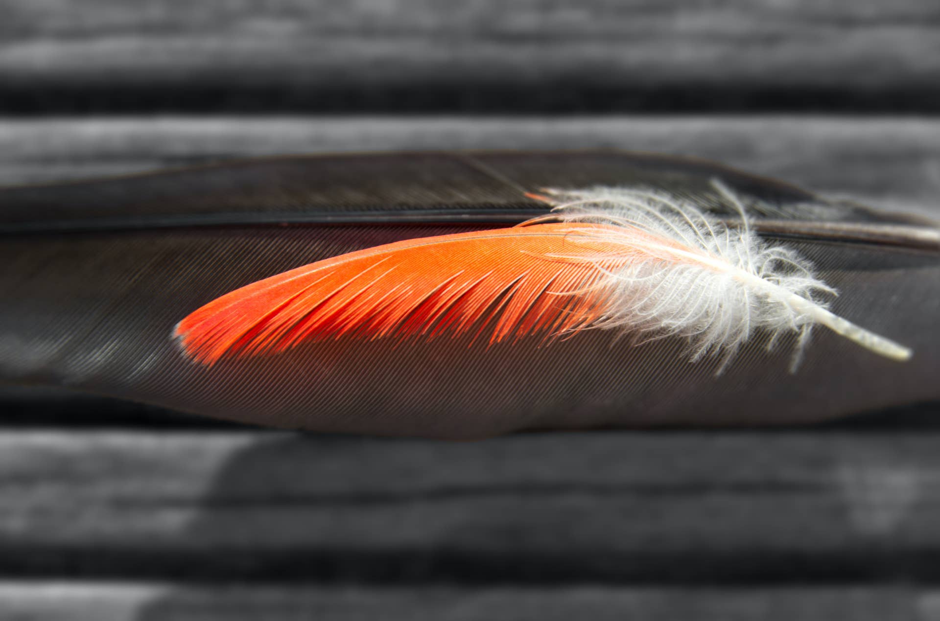 Blood Feathers in Birds: Pulling Feathers vs. Styptic Powder - PetHelpful