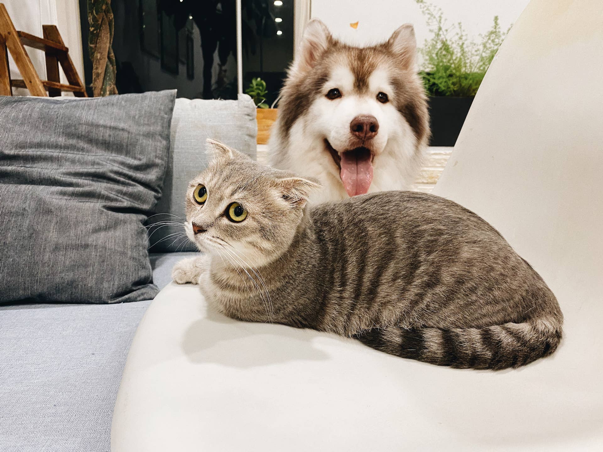 A Guide to Multi-Pet Households: Pros and Cons - PetHelpful