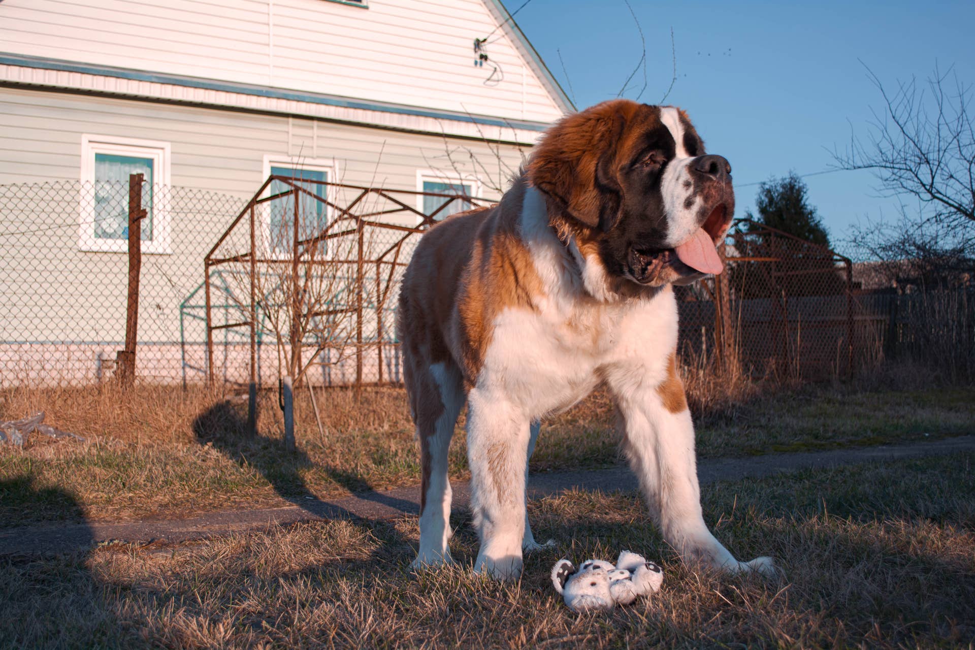 Top 16 Big Dog Breeds - PetHelpful