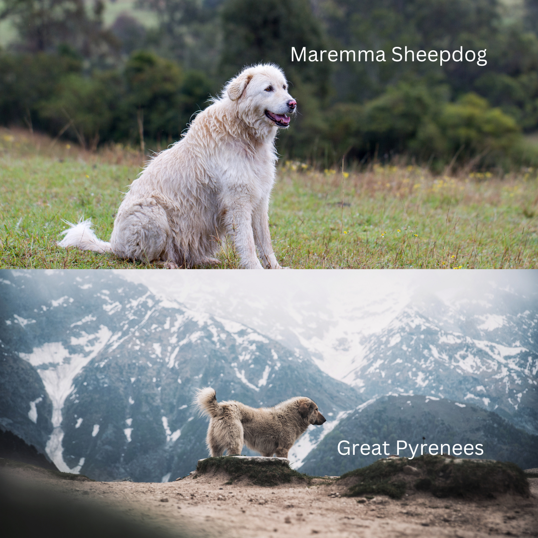 Maremma Sheepdog vs. Great Pyrenees: 10 Differences - PetHelpful