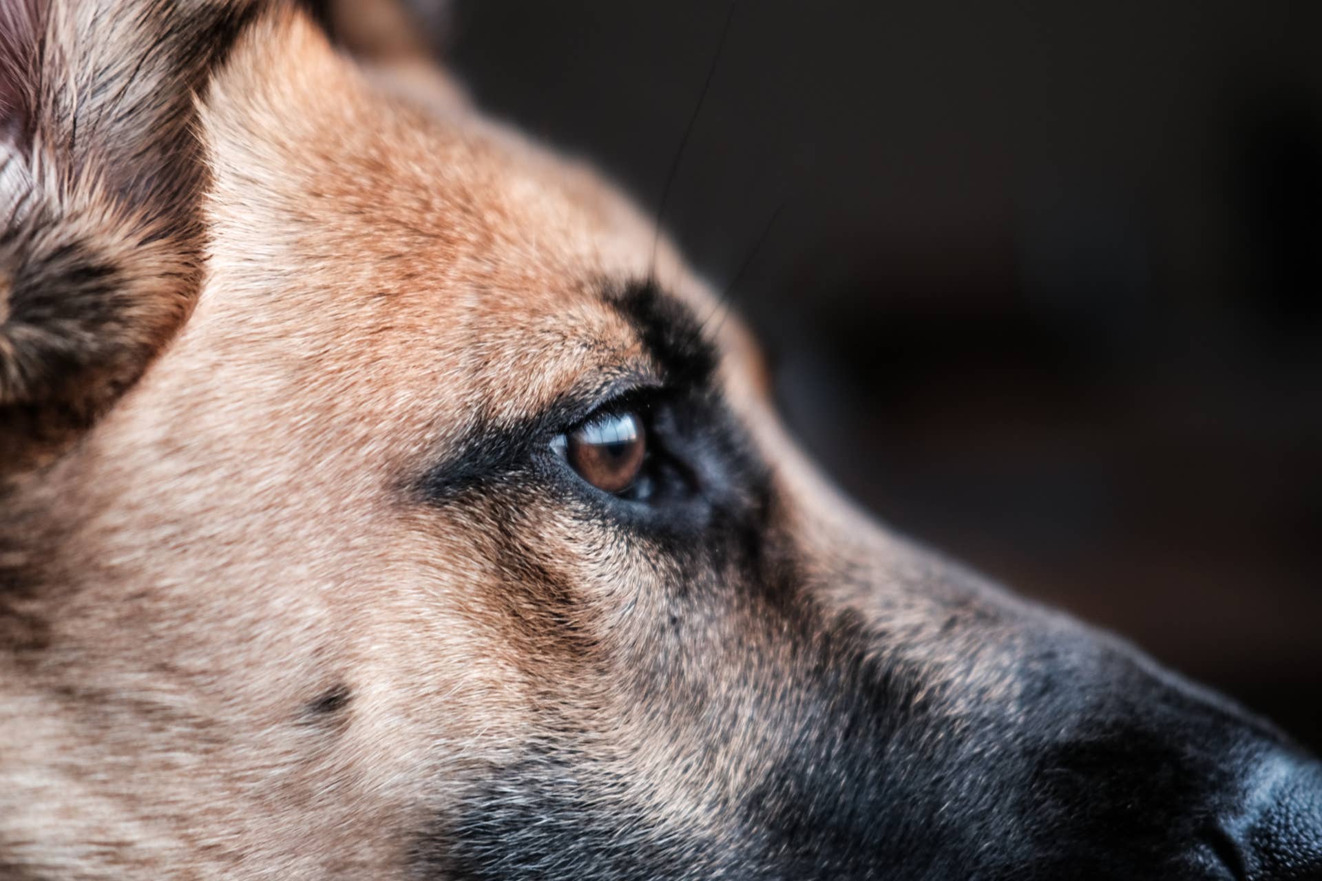 German Shepherd Sweetly Joins Human Brother in Playing Monster Trucks ...