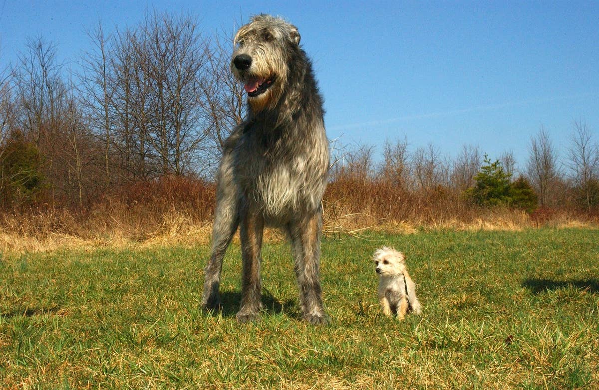 Irish Wolfhounds Uncovered: A Comprehensive Guide to the Gentle Giants ...