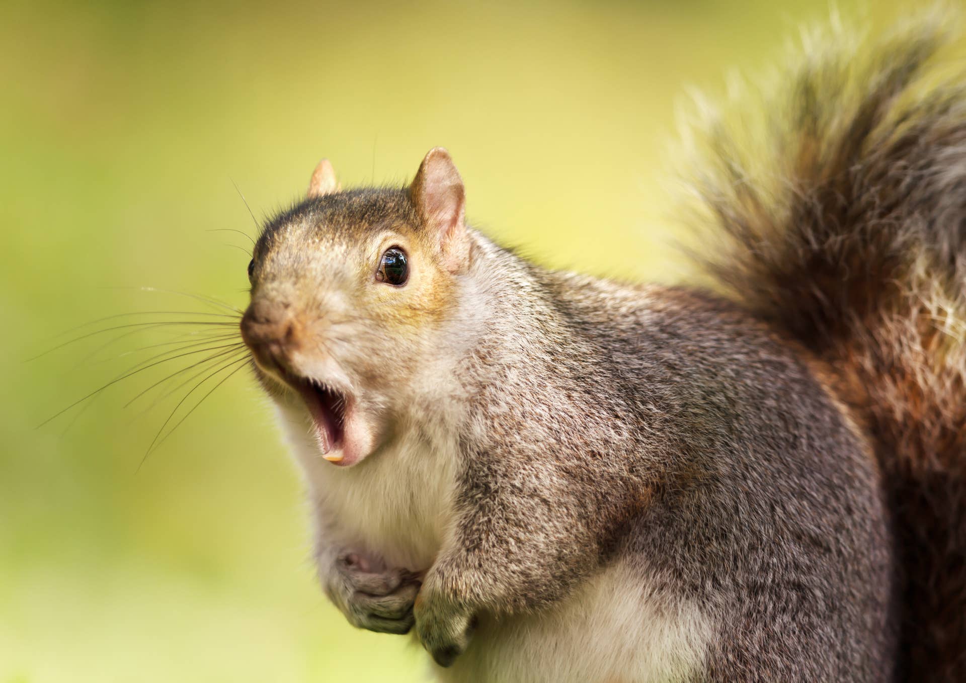 Woman Shares Cool Facts About the Exotic ‘Micro’ Squirrel - PetHelpful