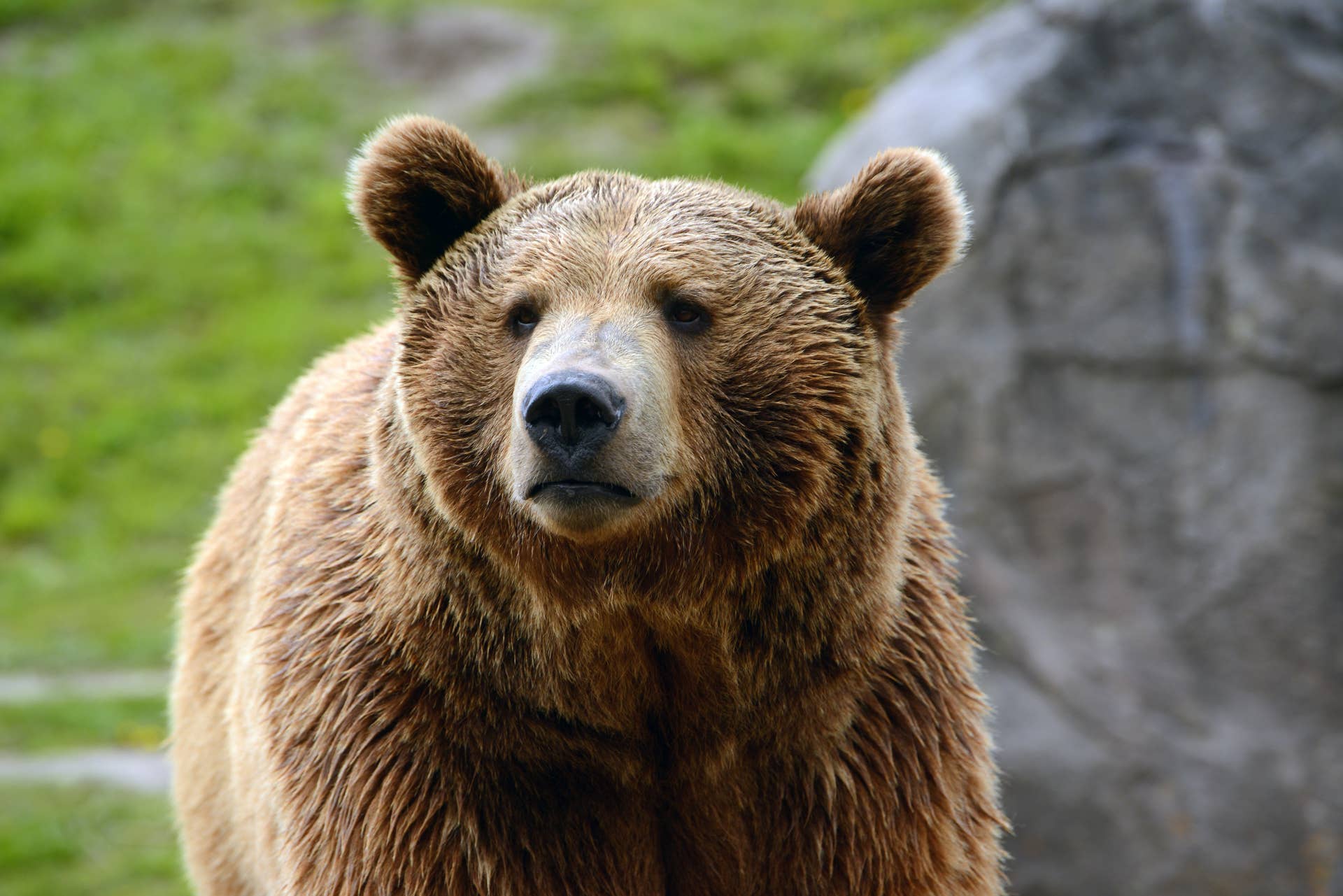 Wildlife Photographer Captures Intense Moment a Grizzly Bear Shows His ...